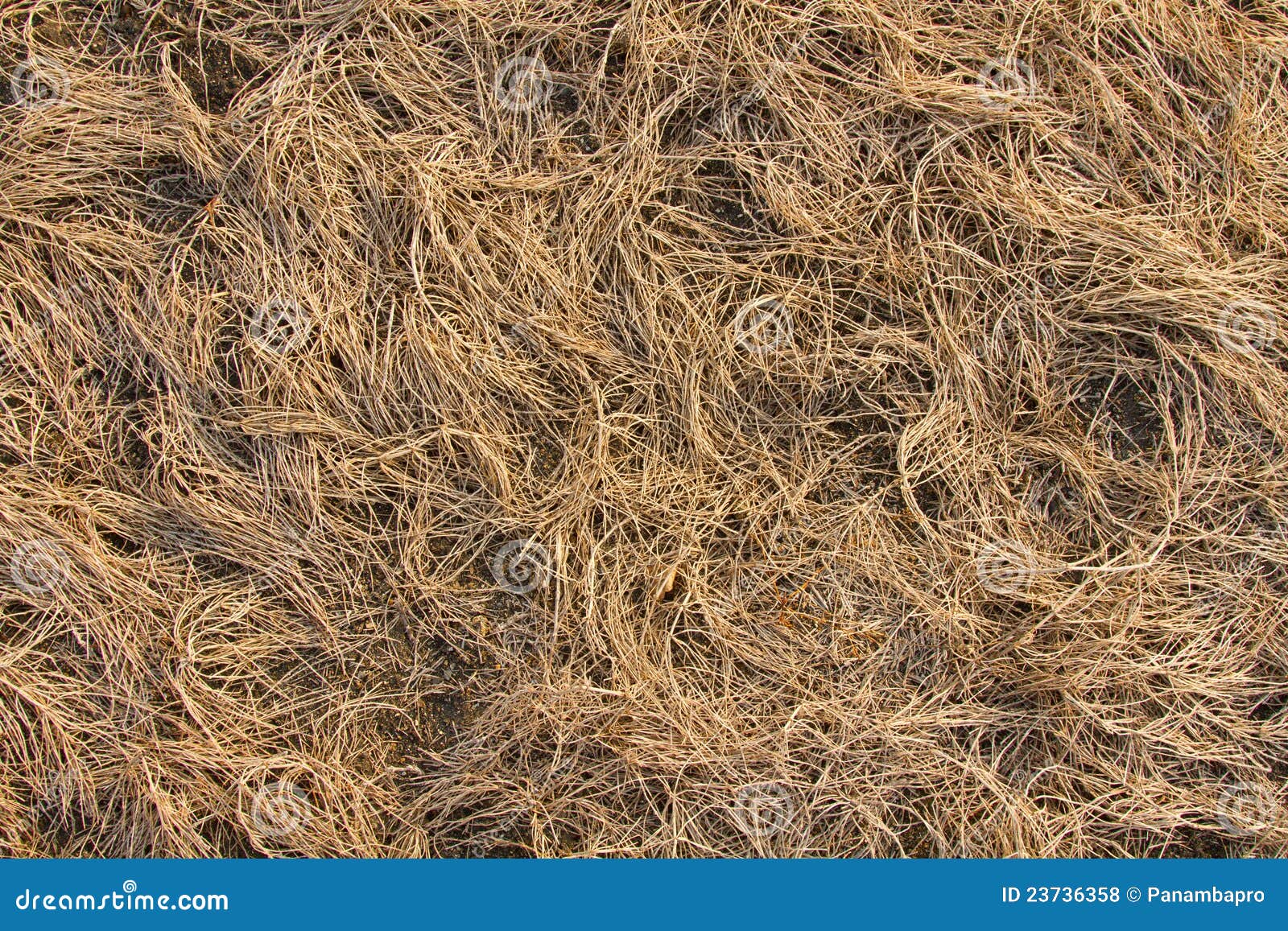 Texture of dry grass stock photo. Image of harvesting - 23736358