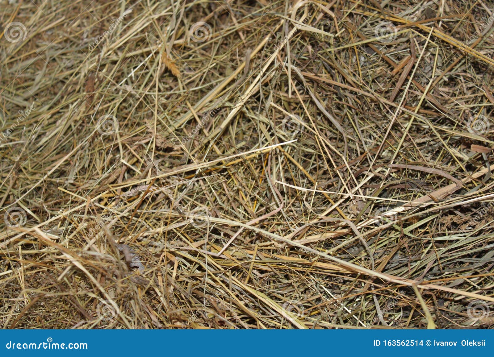 Texture of Dry Grass, Background, Wallpaper Stock Photo - Image of ...