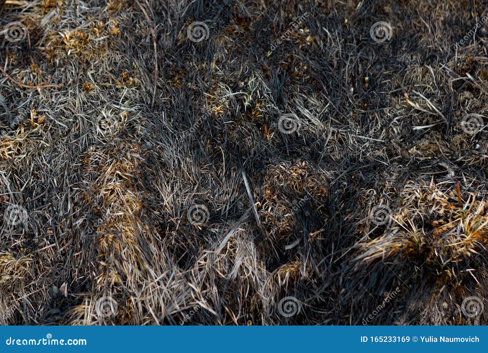 The Texture of Dry Grass are Burned Stock Image - Image of natural ...