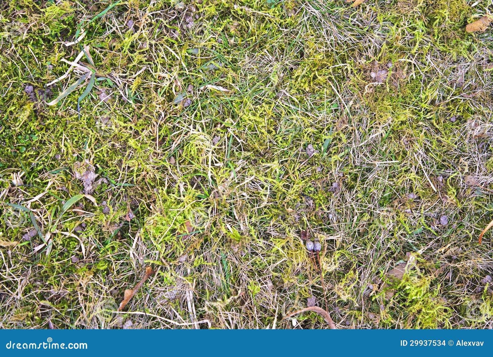 Texture of dry grass stock photo. Image of ground, pattern - 29937534