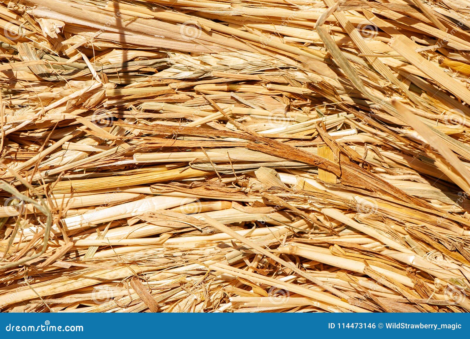 Texture of Dry Grass, Straw, Stock Photo - Image of corn, summer: 114473146