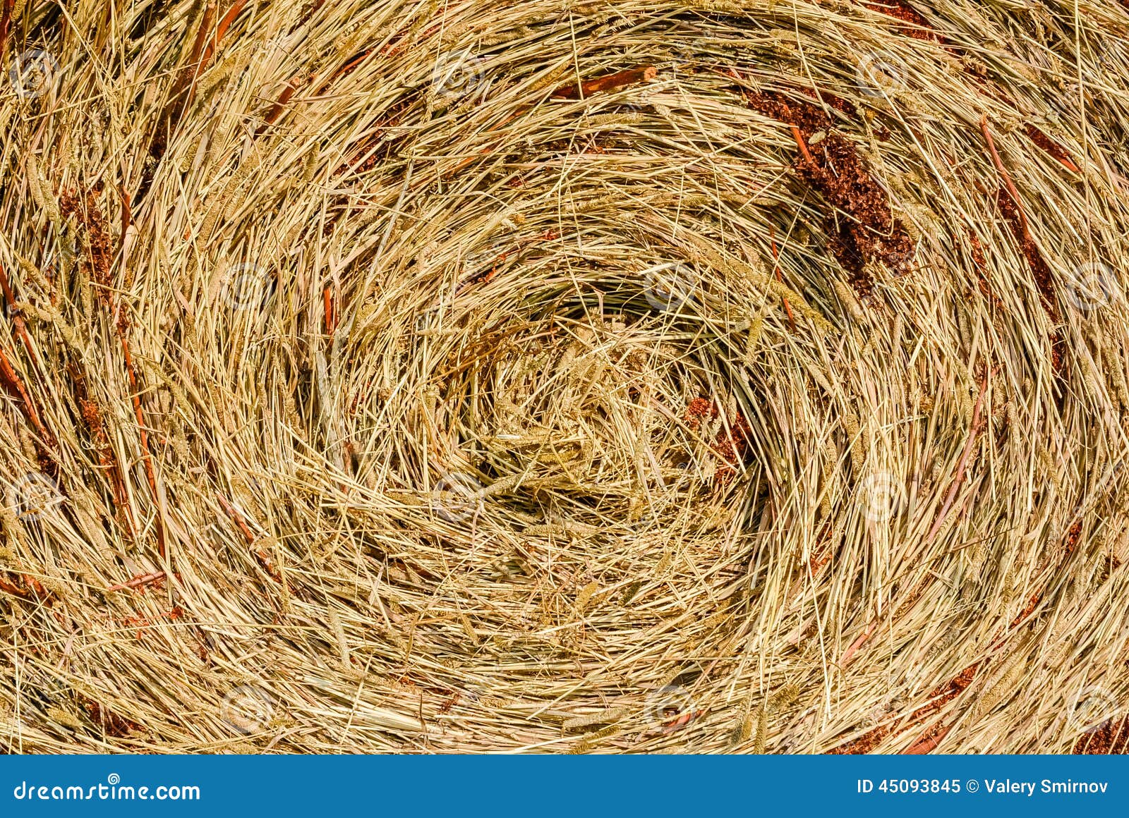 The texture of dry grass. stock image. Image of plant - 45093845