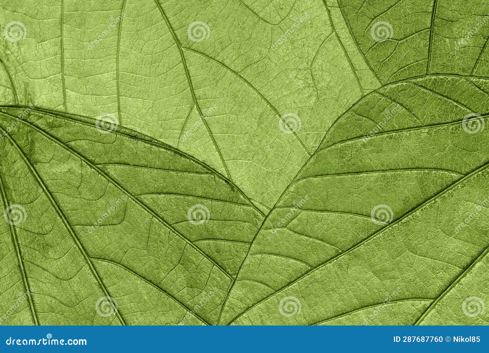 Texture of Dry Green Organic Leaves Background, Macro. Structure of ...