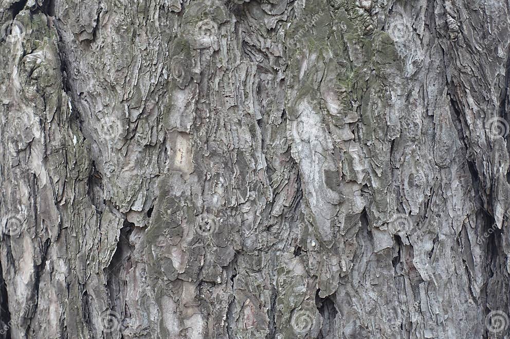 Texture of Dry Grey Bark of Pine Tree Stock Image - Image of scabrous ...