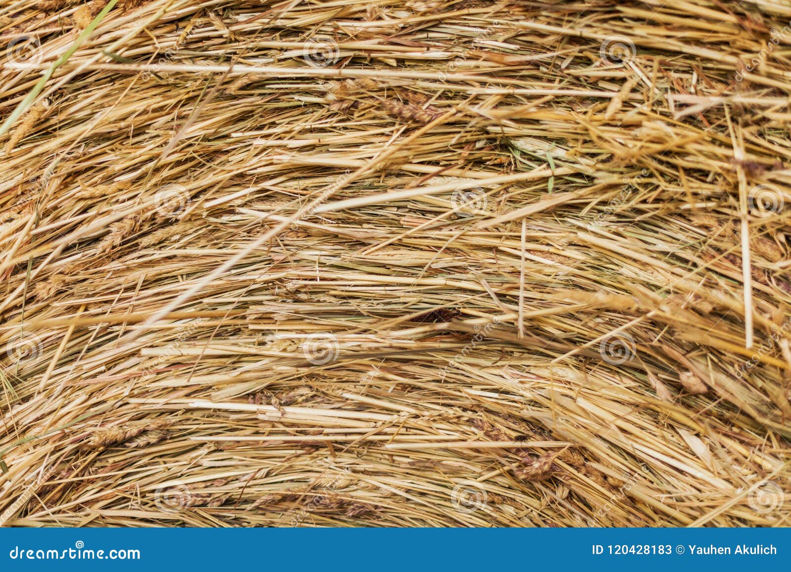 Texture of Dry Hay Forage for Livestock Stock Image - Image of farm ...