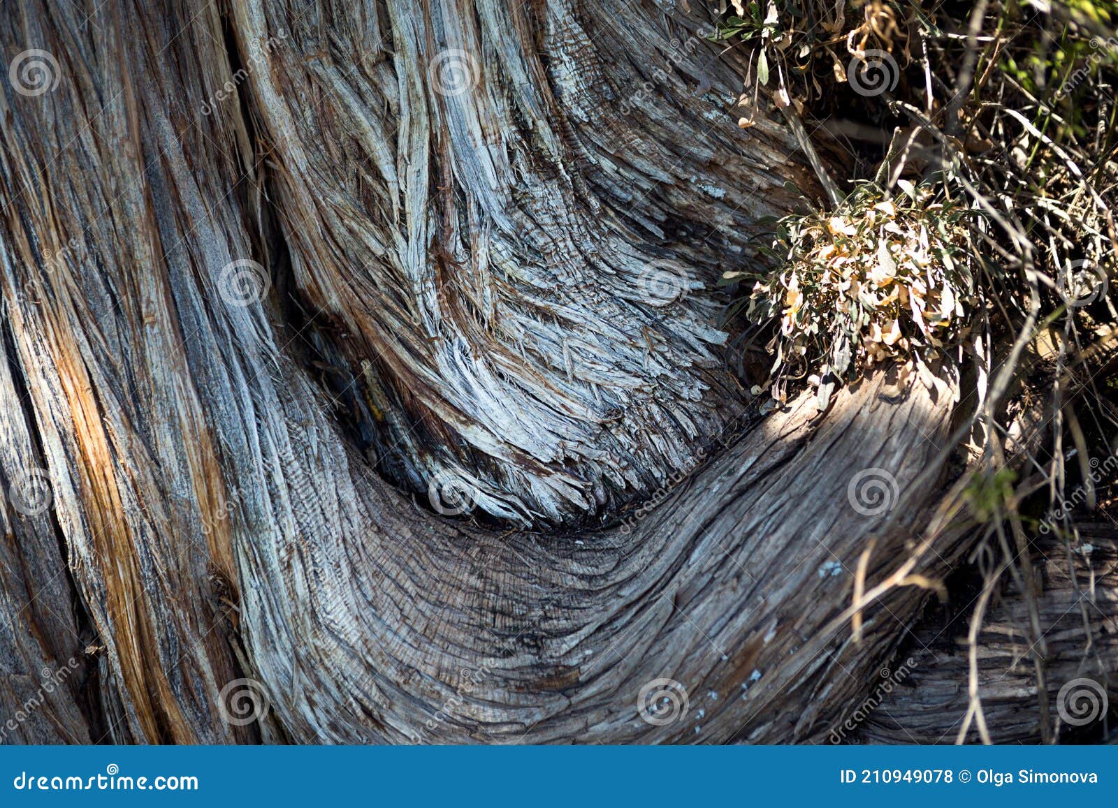 The Texture of a Dry Juniper Tree Trunk. Curved Trunk with Fibers and ...