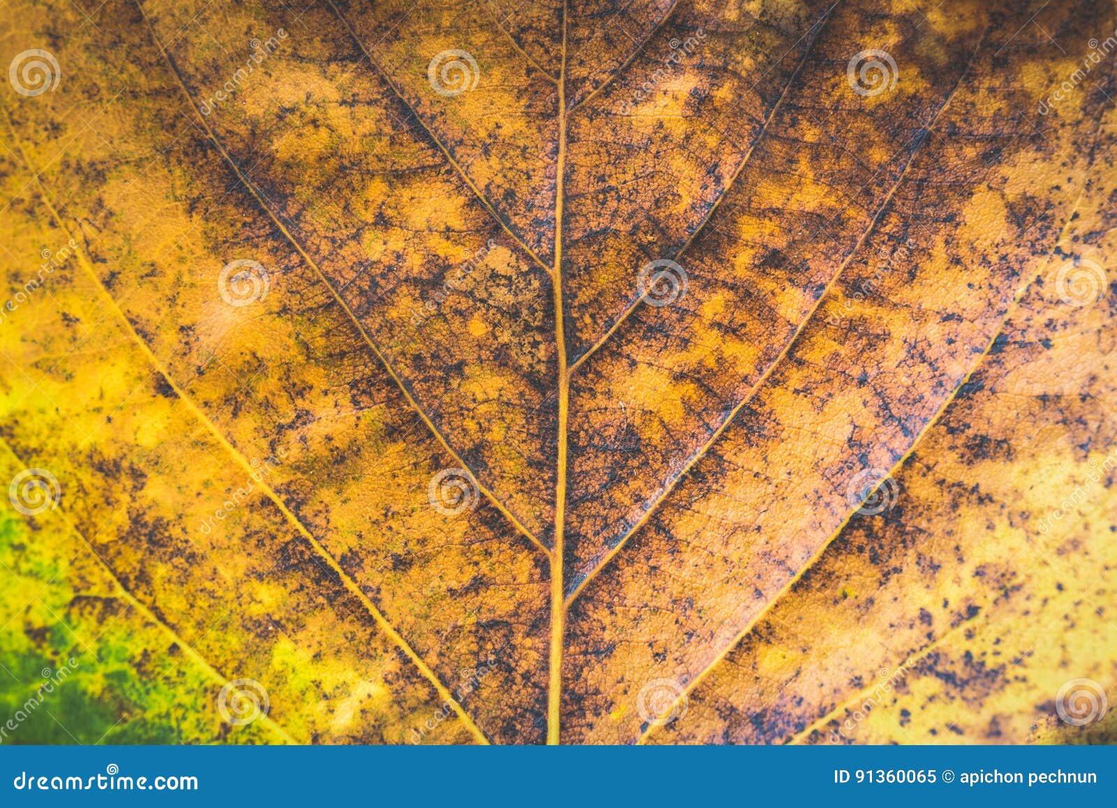 Texture of Dry Leaf Pattern Stock Image - Image of nature, foliage ...