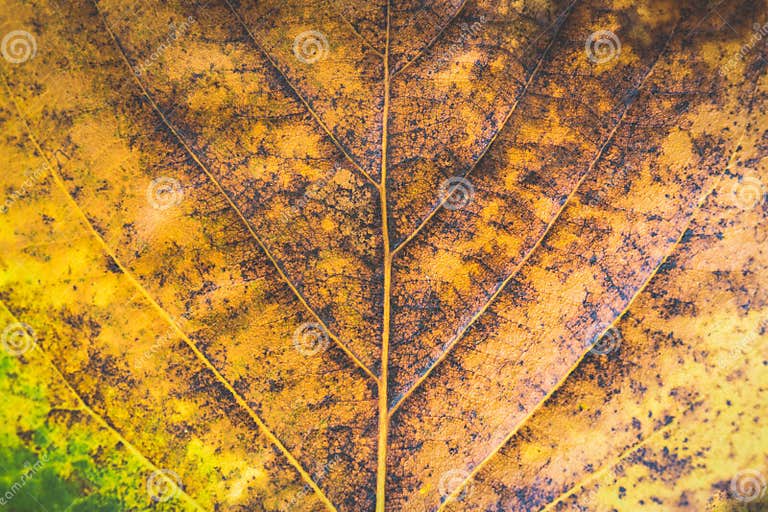 Texture of Dry Leaf Pattern Stock Image - Image of nature, foliage ...