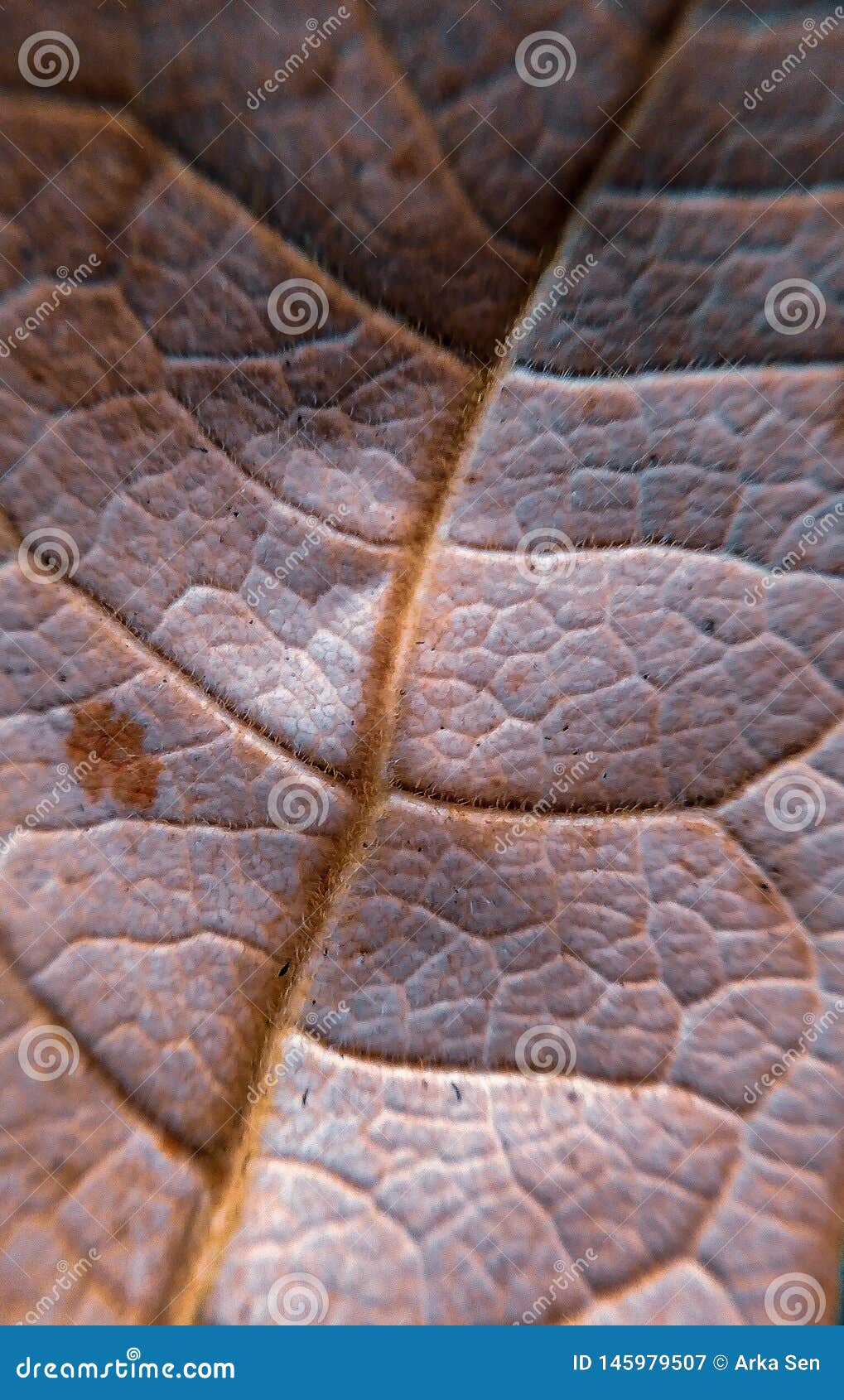 Texture of dry leaf stock image. Image of leaf, wallpaper - 145979507