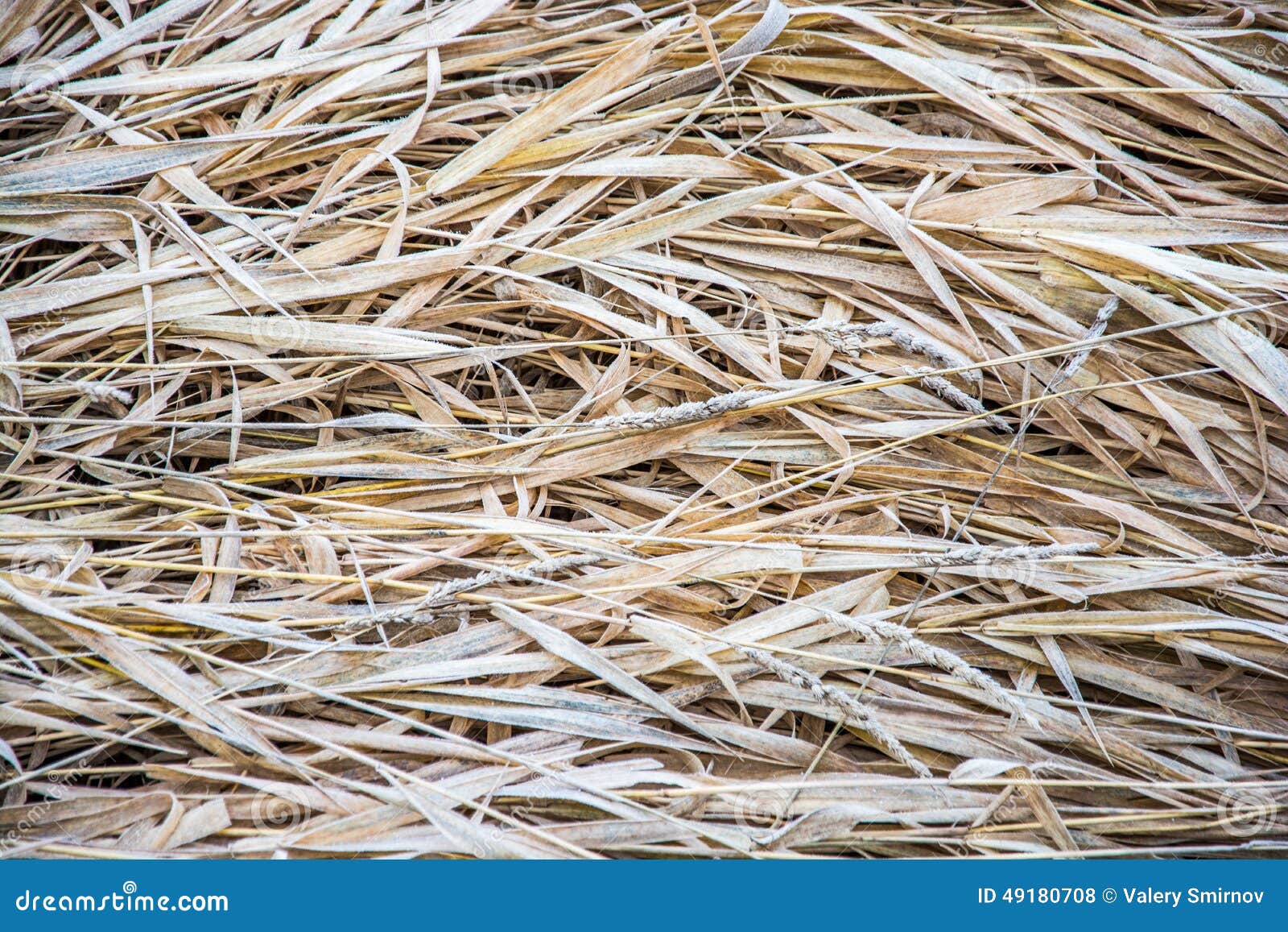 The Texture of Dry Old Grass. Stock Photo - Image of flora, texture ...