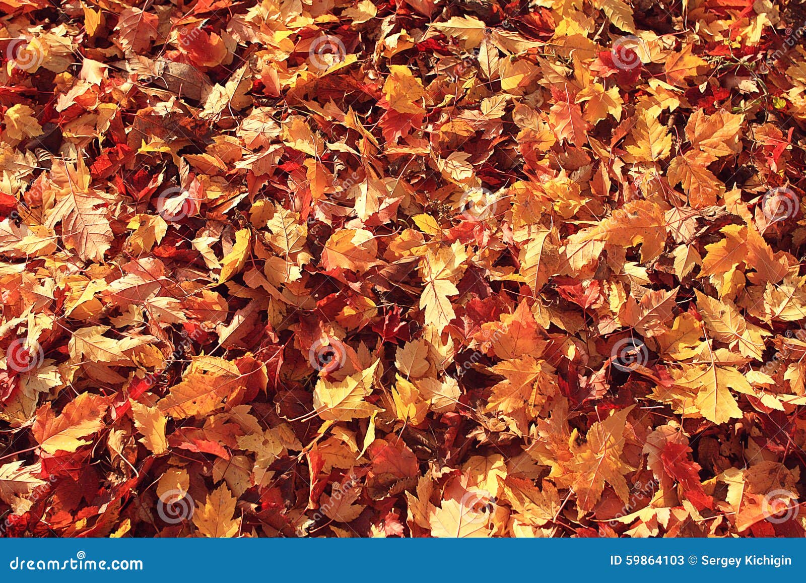 Texture dry orange leaves stock image. Image of asia - 59864103