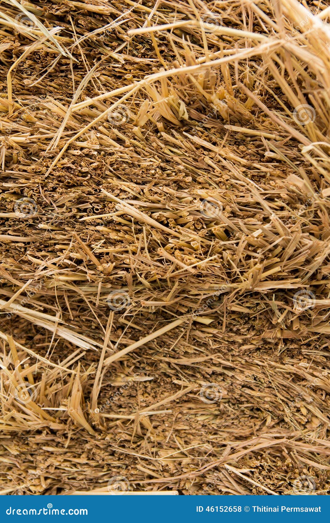 Texture of dry straw stock photo. Image of bale, haystack - 46152658