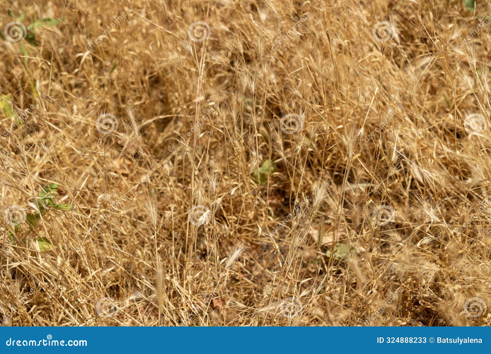 Texture of Dry Sun-bleached Grass Stock Image - Image of autumn ...