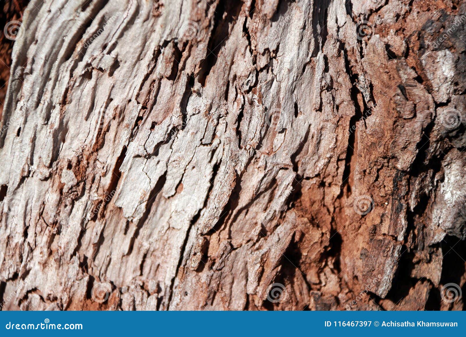 Texture of Dry Tree Bark. Close Up of Brown and Gray Tree Surface with ...