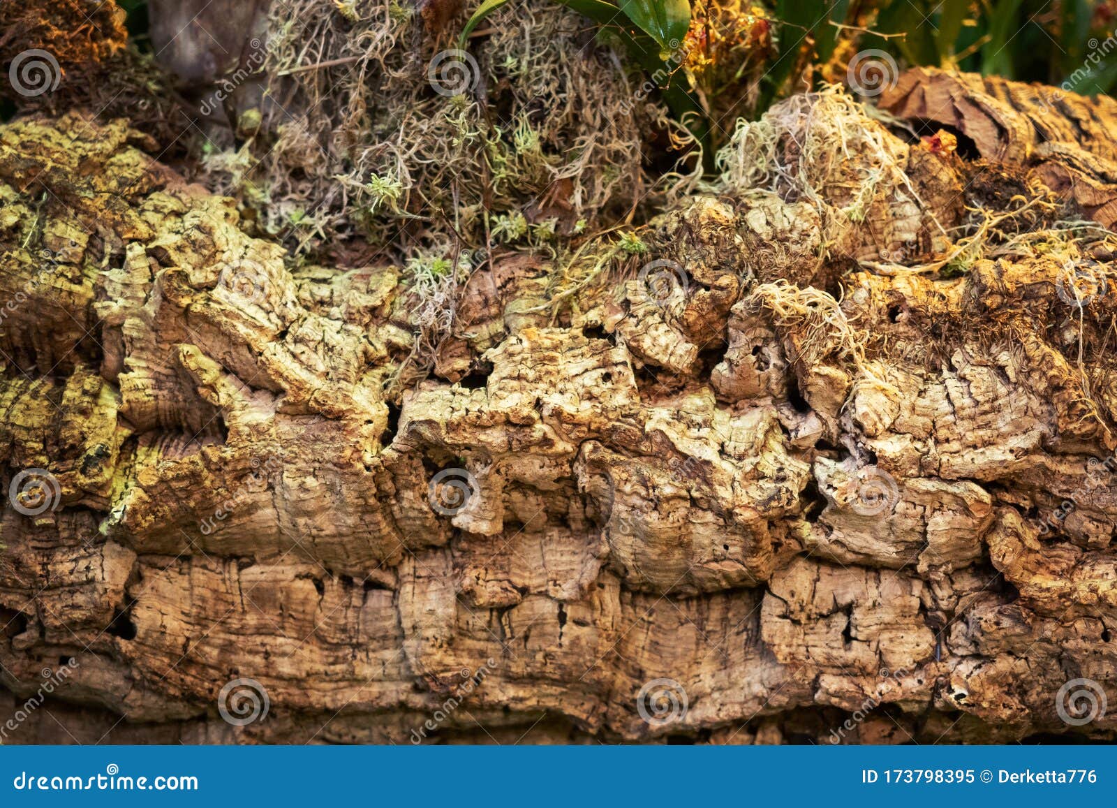 Texture of Dry Tree Bark in a Rainforest Greenhouse Stock Image - Image ...
