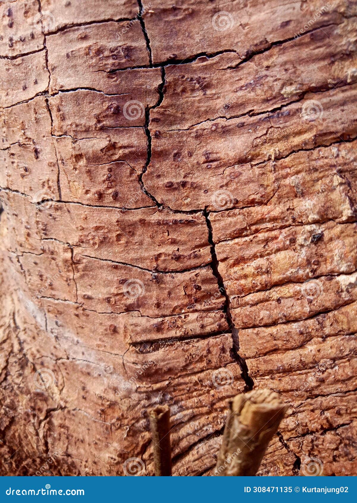 The Texture of Dry Tree Bark is Reddish in Color Stock Image - Image of ...