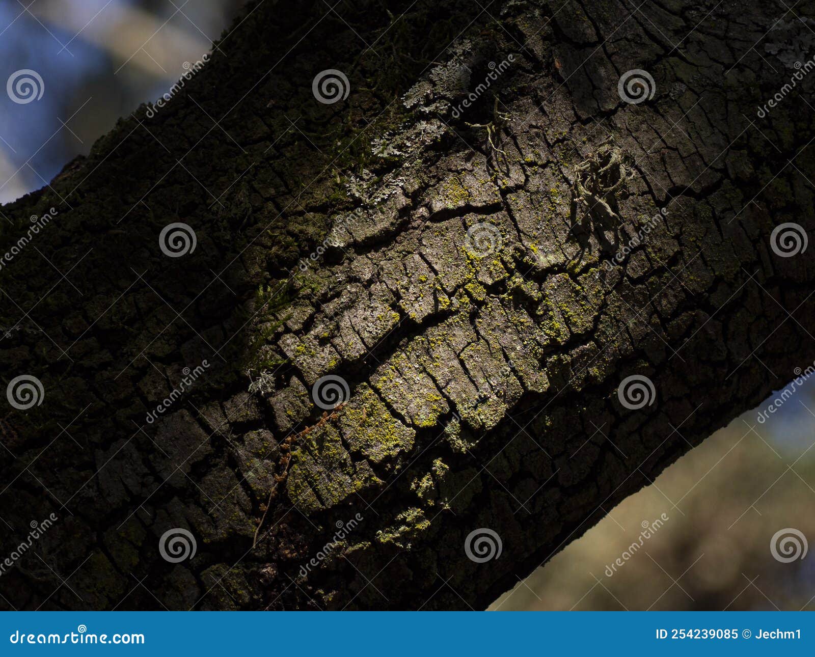 Texture of a Dry Tree in Summer. Texture and Resources Stock Image ...