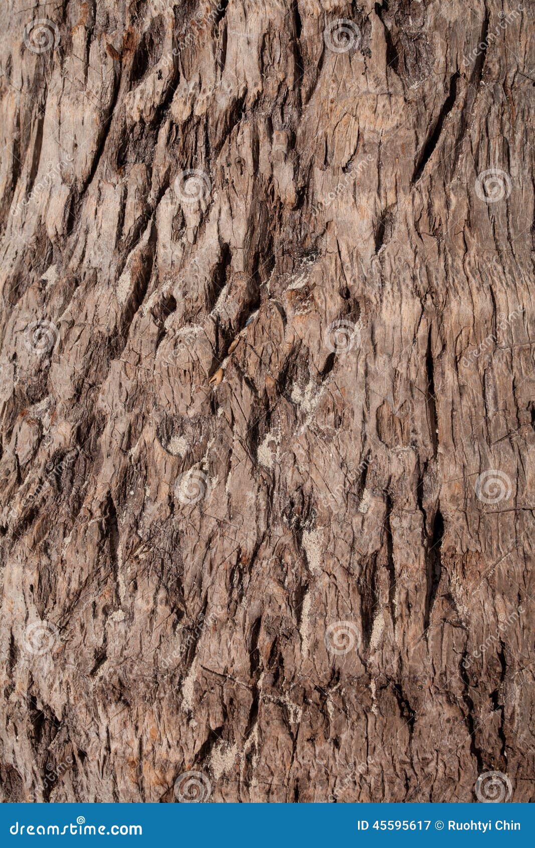 Texture of dry tree trunk stock image. Image of beach - 45595617