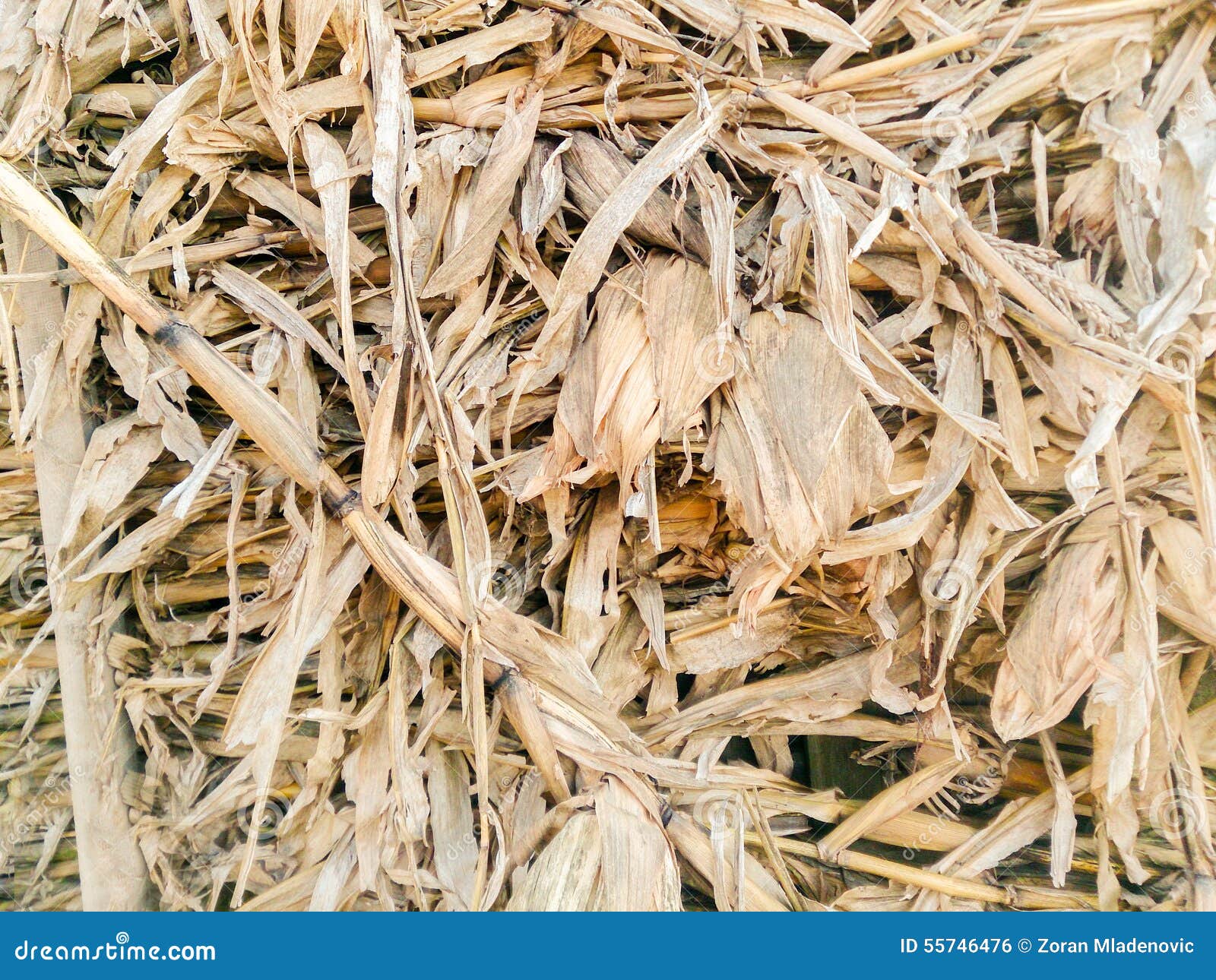 Texture of Dry Yellow Corn Field Wall Stock Photo - Image of natural ...