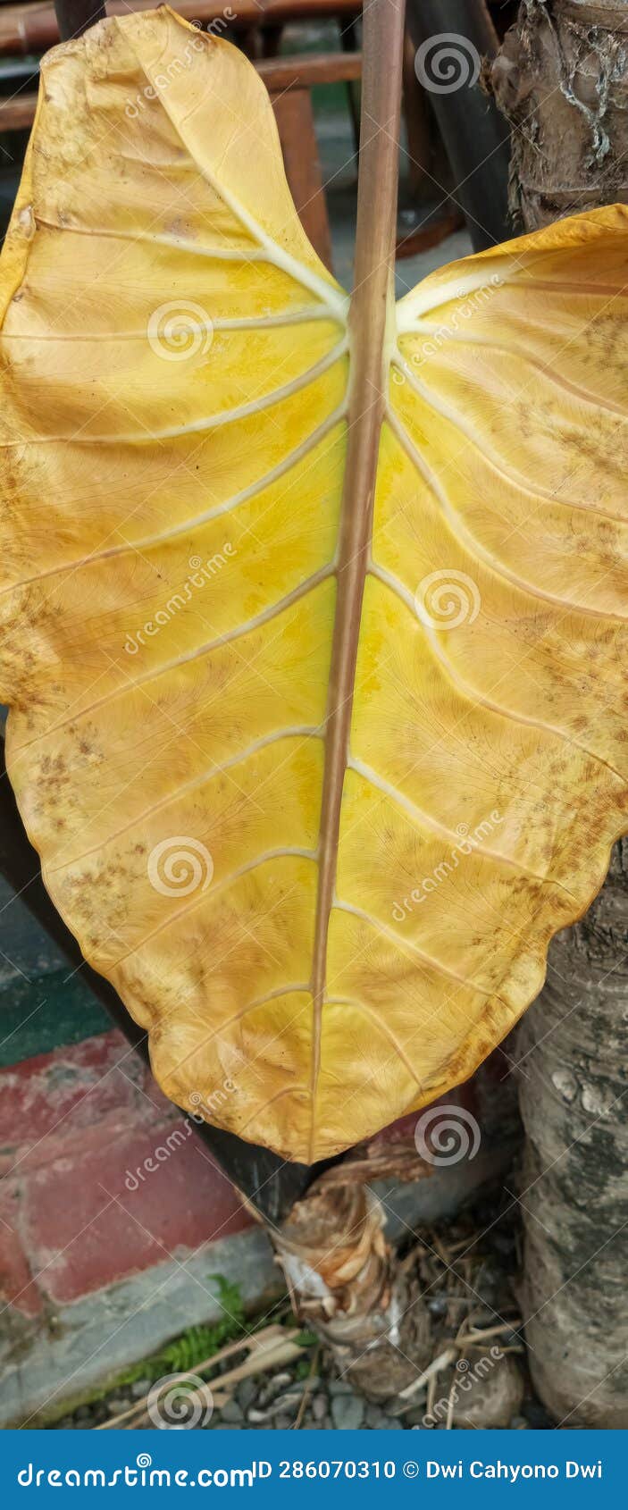 The Texture of Dry Yellow Tree Leaves, Taken from a Close-up Stock ...