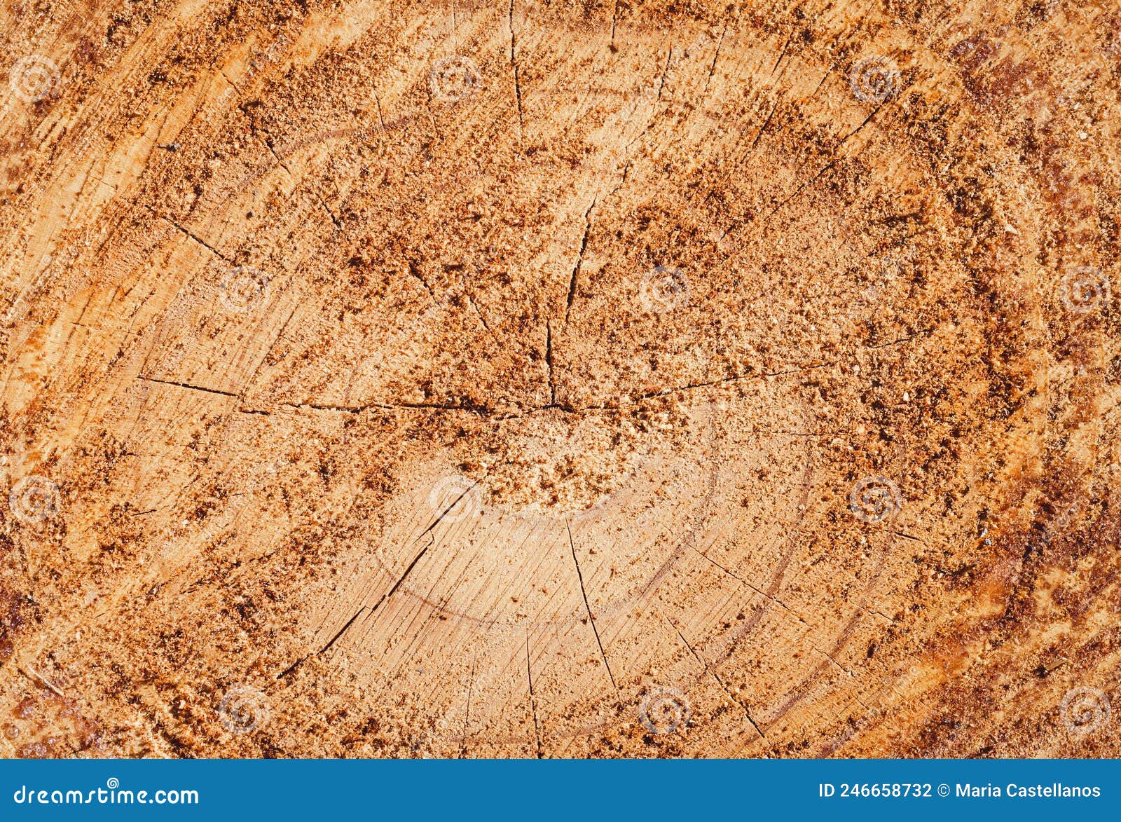 Texture du tronc de pin photo stock. Image du angle - 246658732