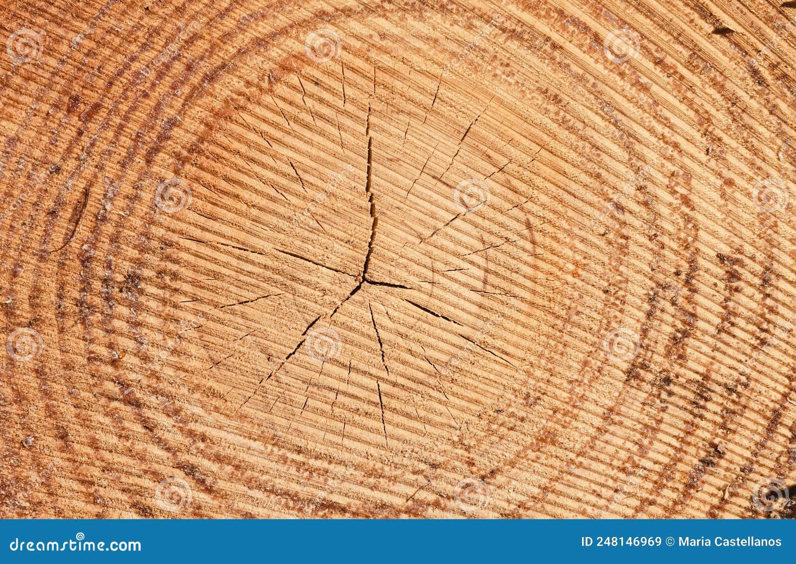 Texture du tronc de pin image stock. Image du découpage - 248146969