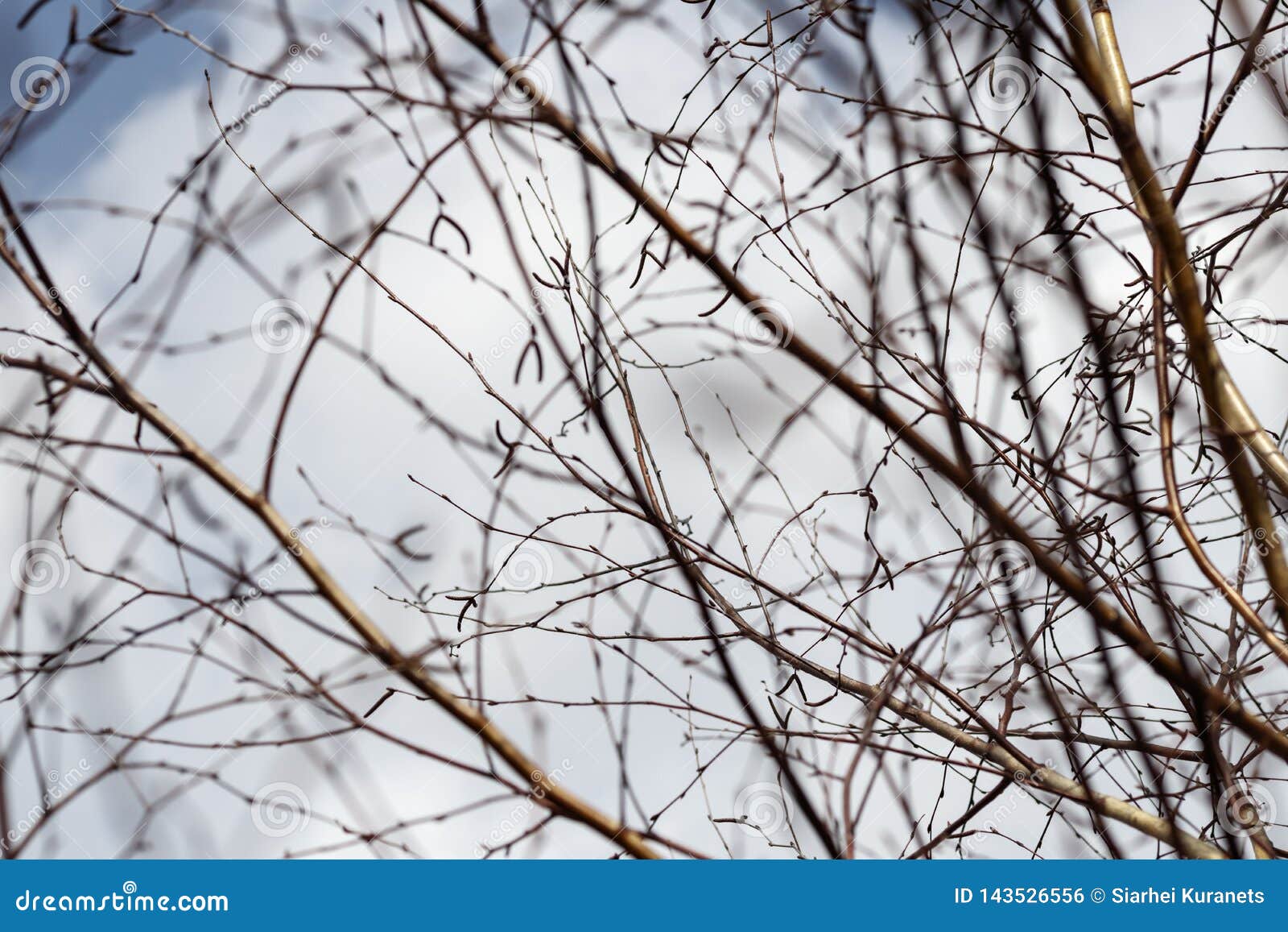 Texture. Earlier Spring. Bare Birch Branches in the Open Air Stock ...