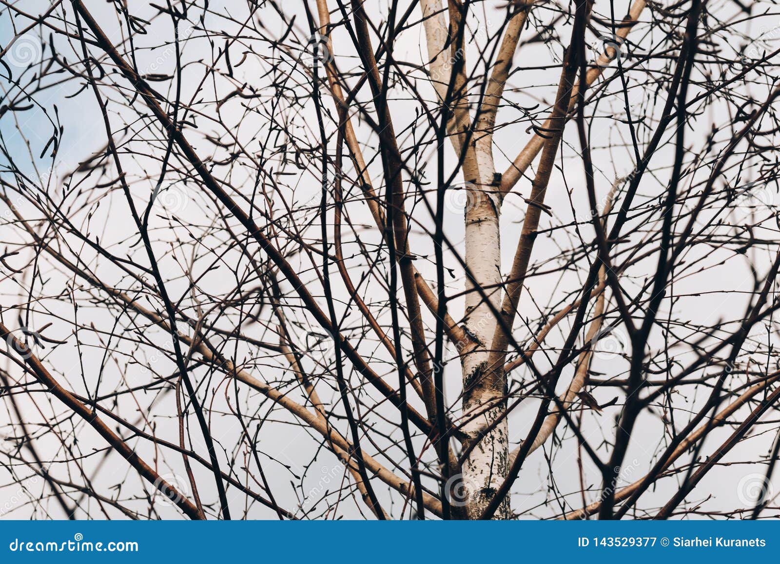 Texture. Earlier Spring. Bare Birch Branches in the Open Air Stock ...