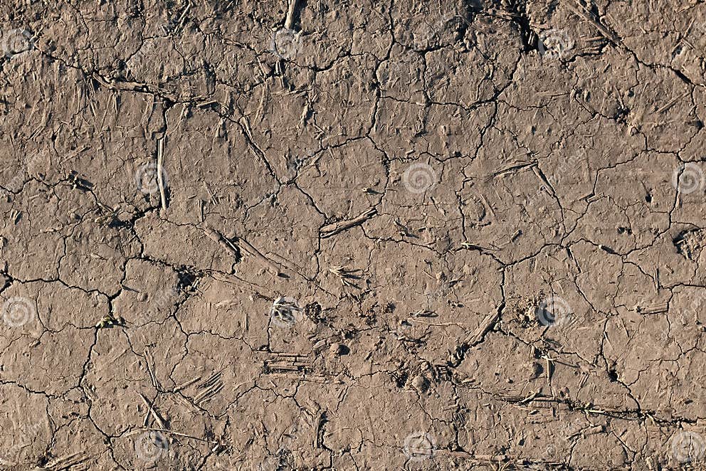 The Texture of the Earth with the Germs Stock Image - Image of crack ...