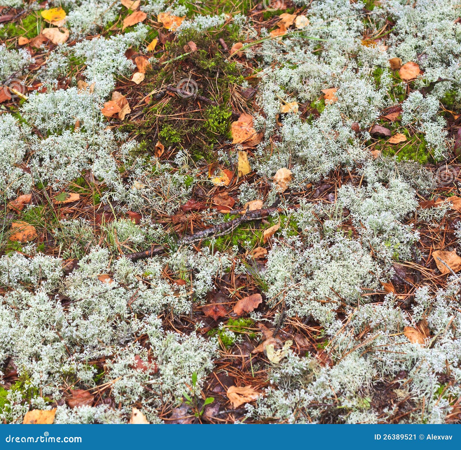 Texture of the Earth and Moss Stock Image - Image of gray, backgrounds ...