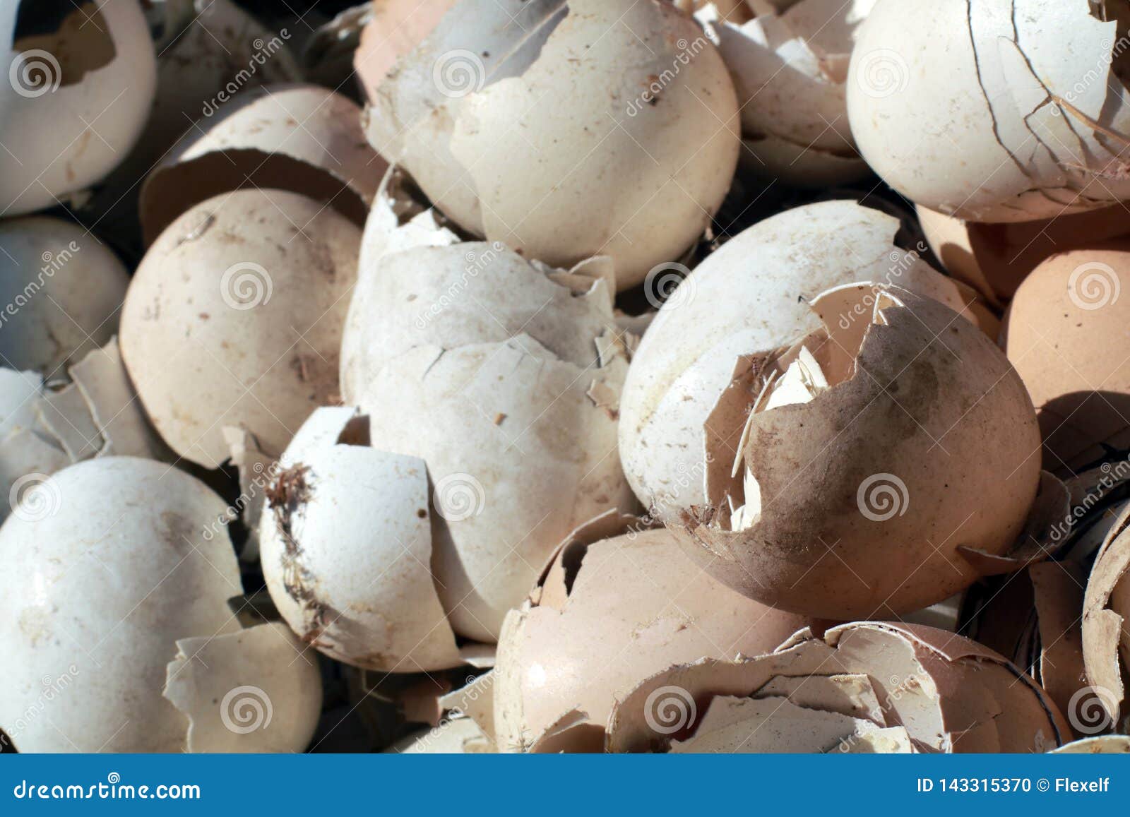 Texture of an egg shell. stock photo. Image of diet - 143315370