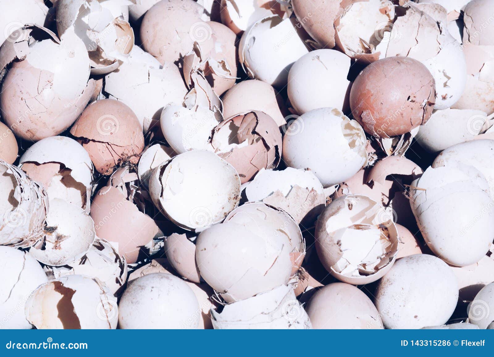 Texture of an egg shell. stock photo. Image of farming - 143315286