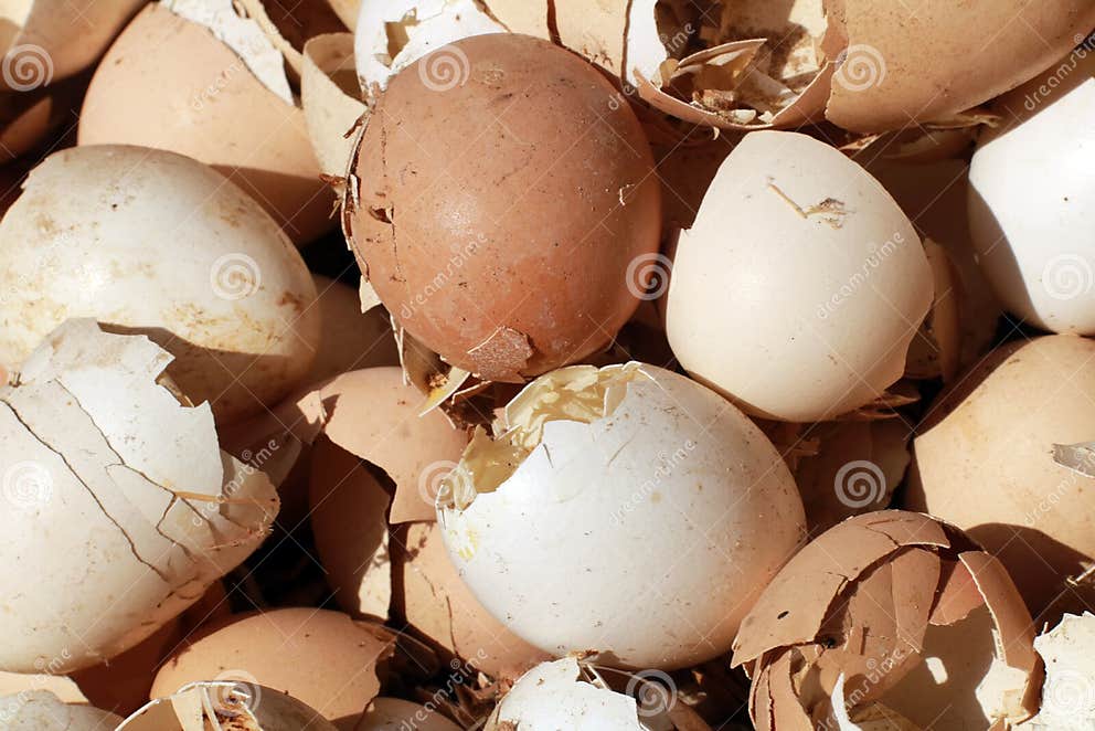 Texture of an egg shell. stock image. Image of diet - 143315371