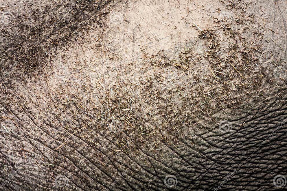 Texture: Elephant Hide stock photo. Image of texture - 72063860