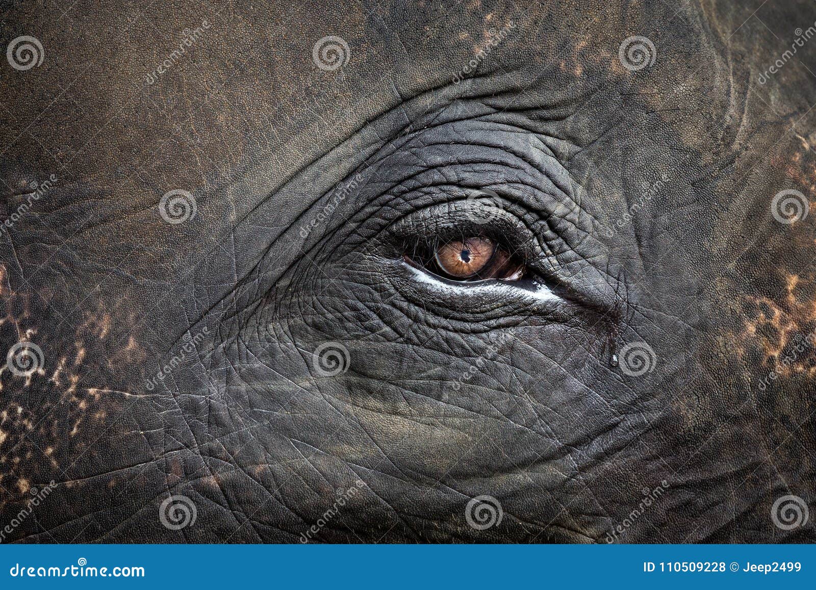 Eyes of elephants. stock photo. Image of face, asia - 110509228