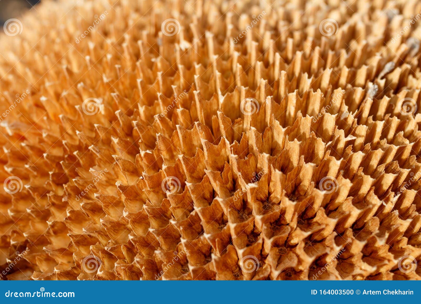 Texture of Empty Sunflower Disk Close Up Stock Photo - Image of flowers ...