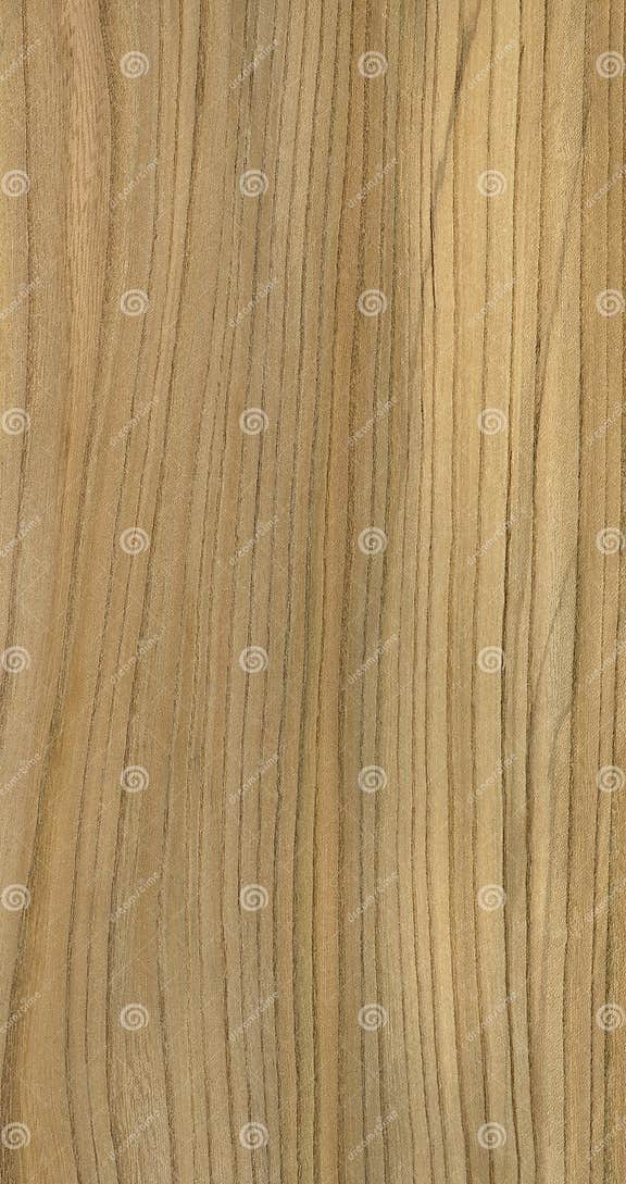 Texture en bois d'orme image stock. Image du orme, conception - 15547981