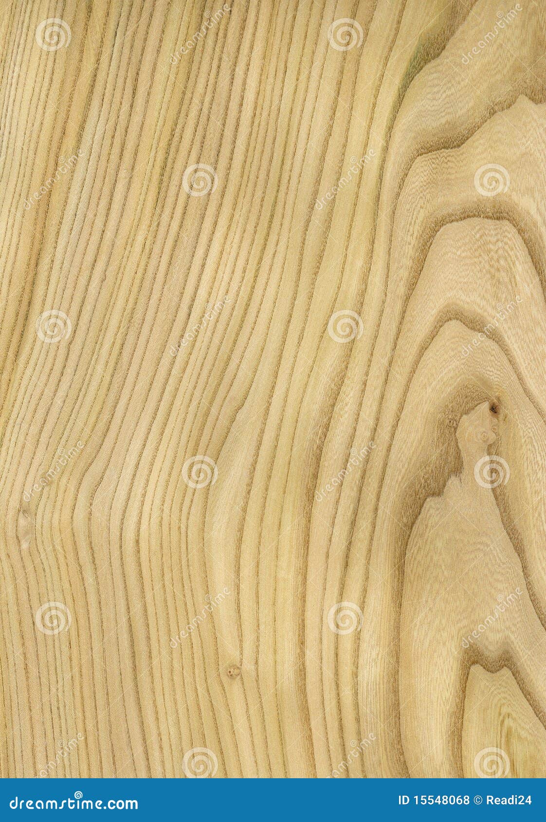 Texture en bois d'orme photo stock. Image du meubles - 15548068