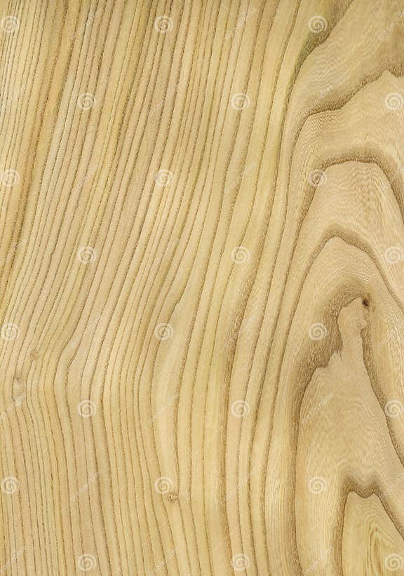 Texture en bois d'orme photo stock. Image du meubles - 15548068