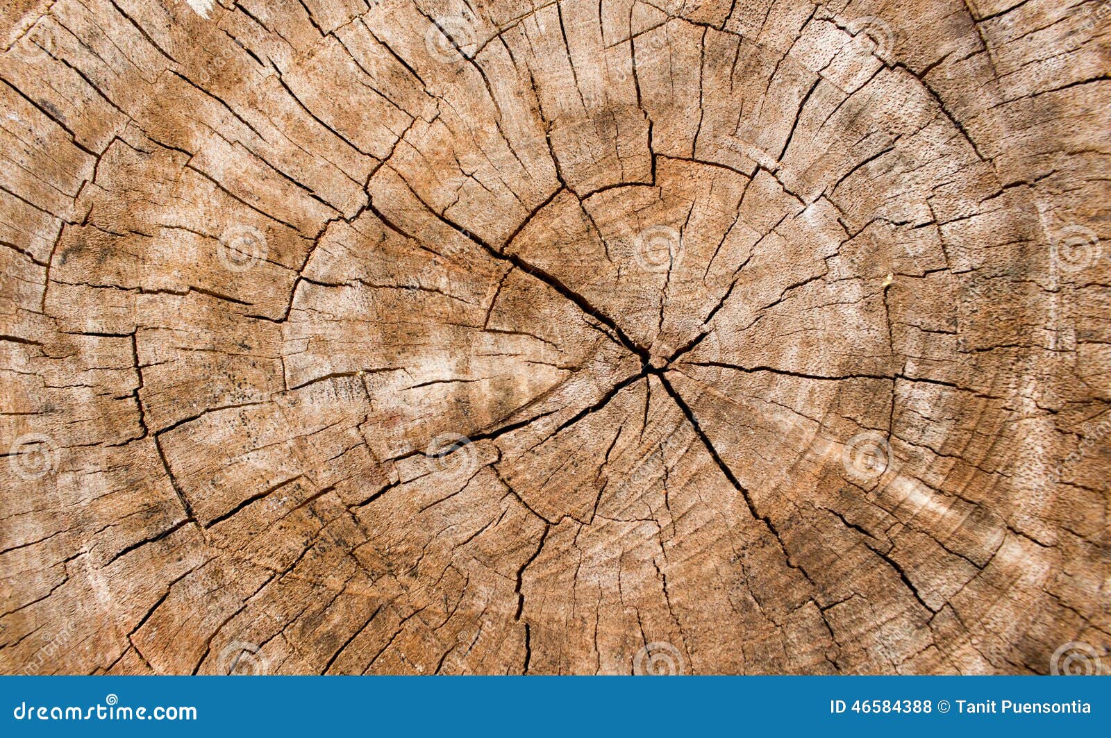 Texture En Bois D'un Tronc D'arbre, Texture De Fond Photo stock - Image ...
