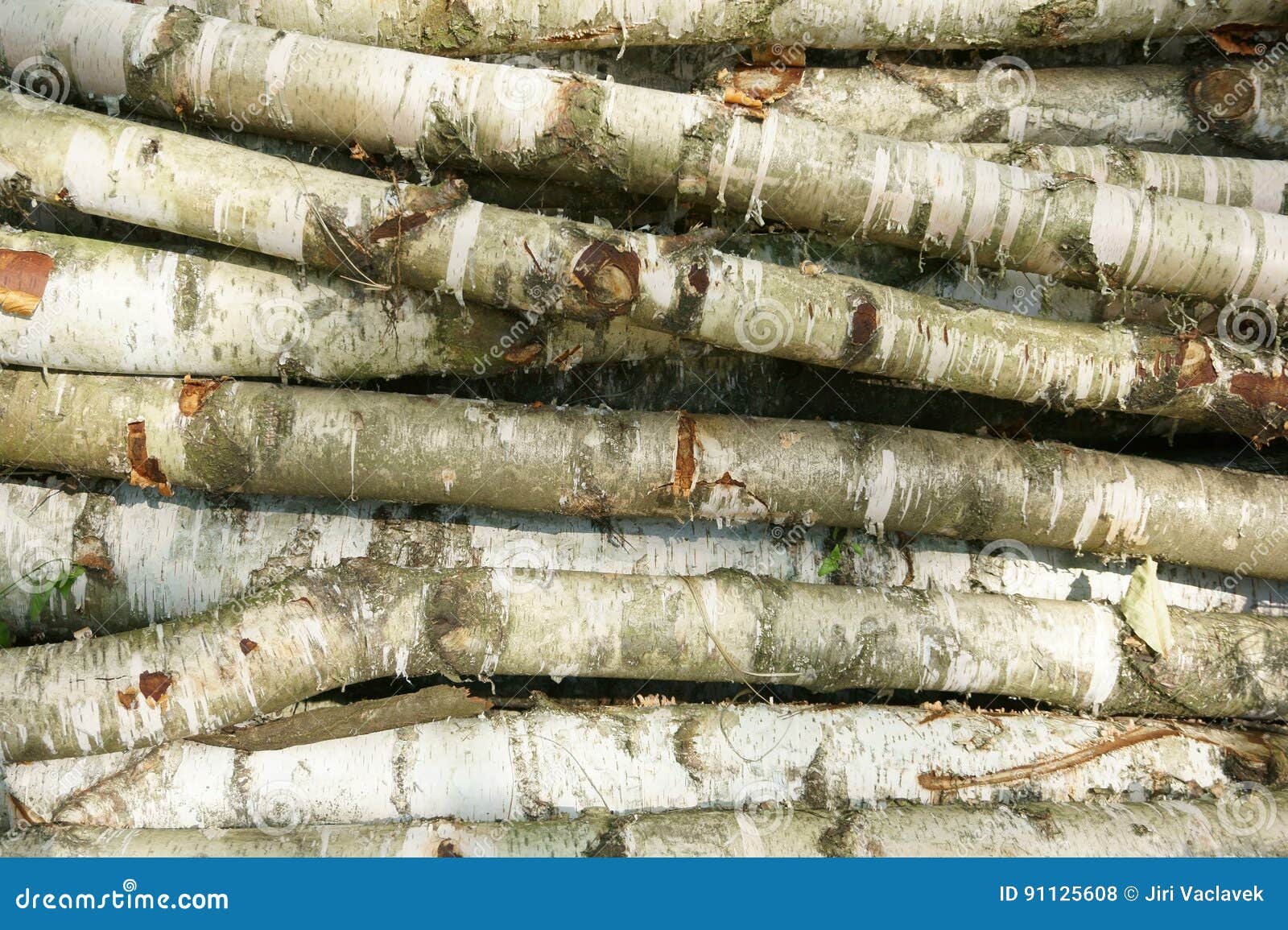 Texture en bois de bouleau photo stock. Image du centrale - 91125608