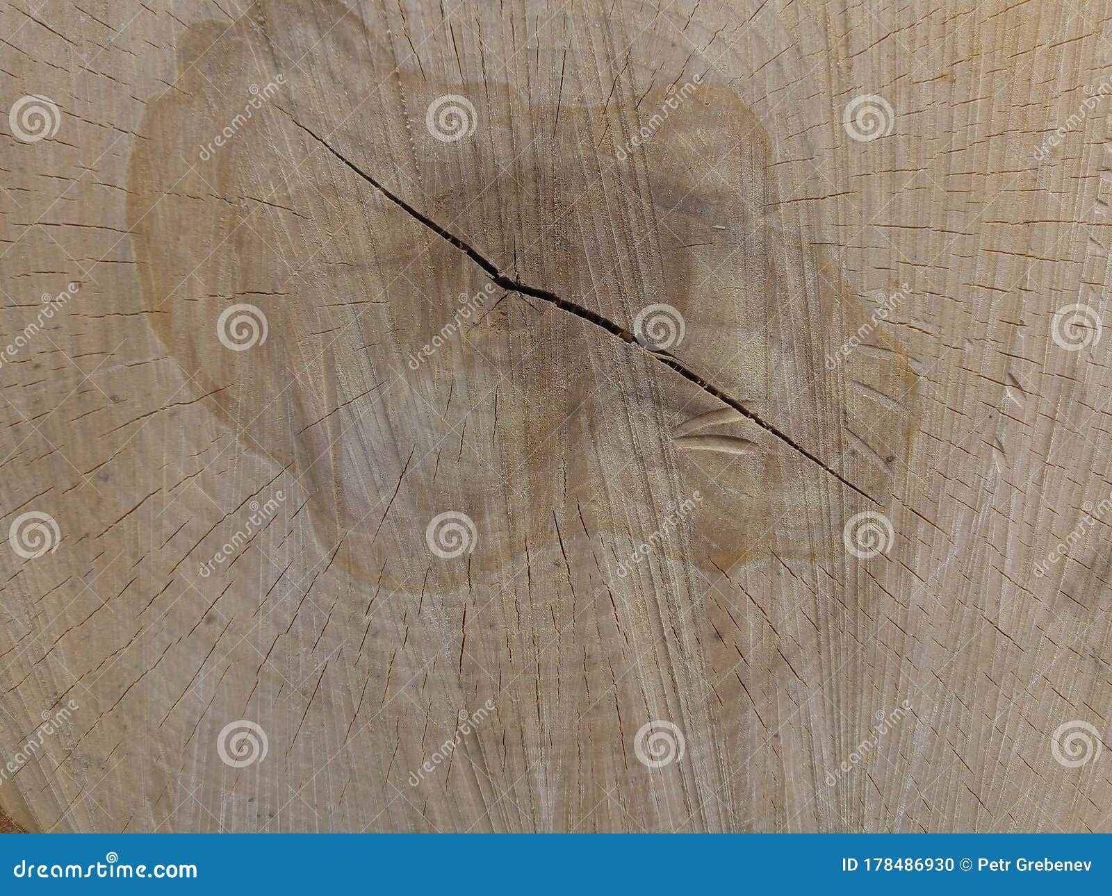 Texture En Bois De Bouleaux. Section Photo stock - Image du industriel ...