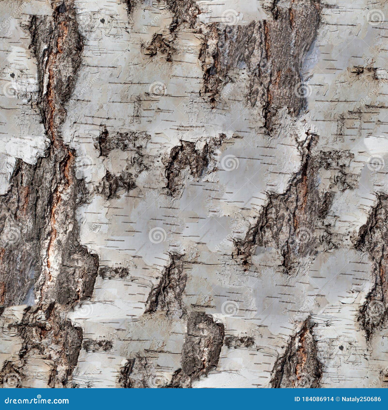 Texture En Bois De Modèle De Bouleau Sans Couture Photo stock - Image ...