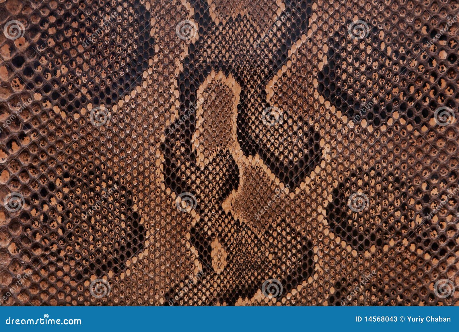 Texture en cuir de serpent image stock. Image du python - 14568043