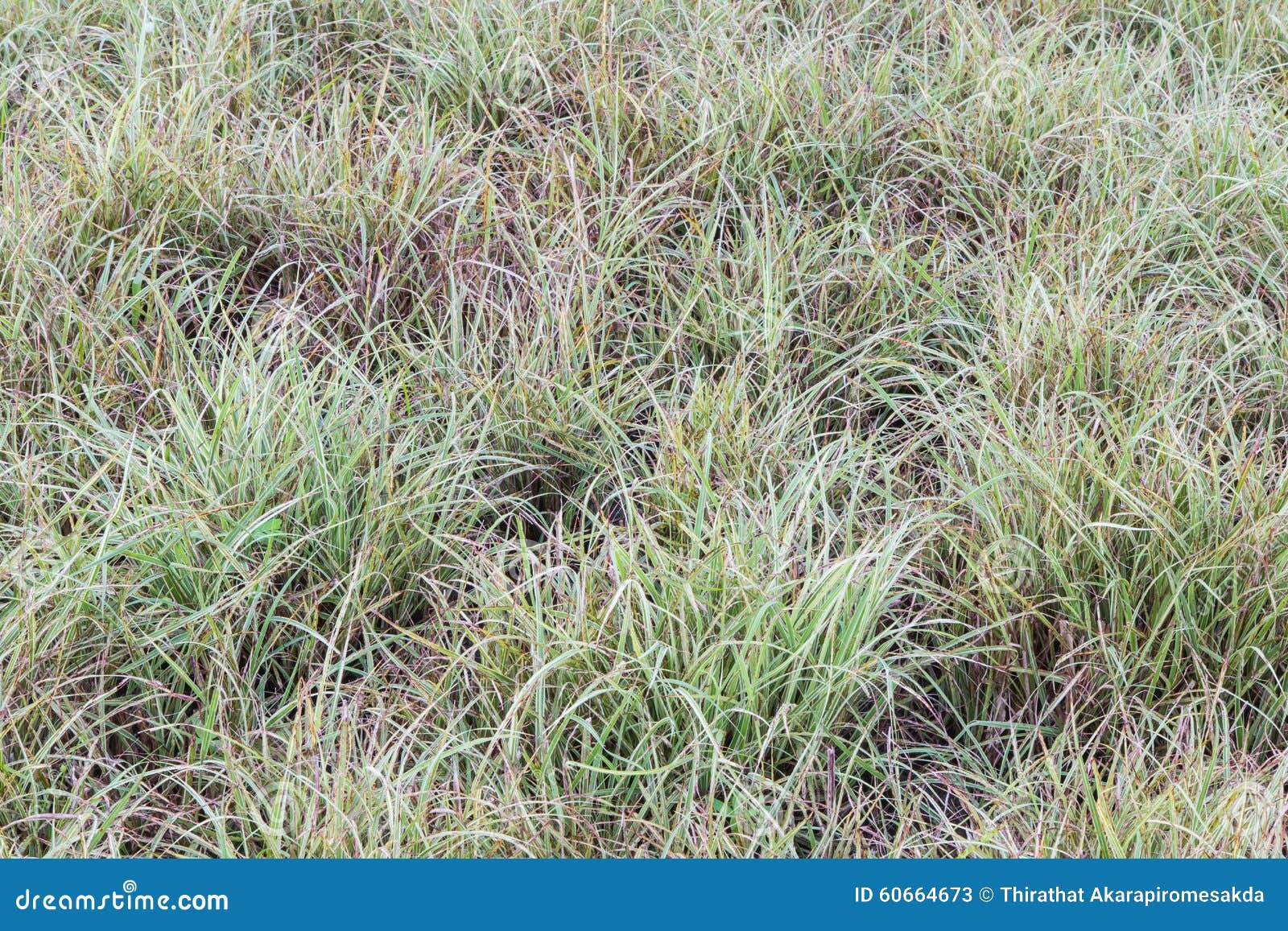 Texture En Filigrane D'herbe, Miscanthus Image stock - Image du lame ...