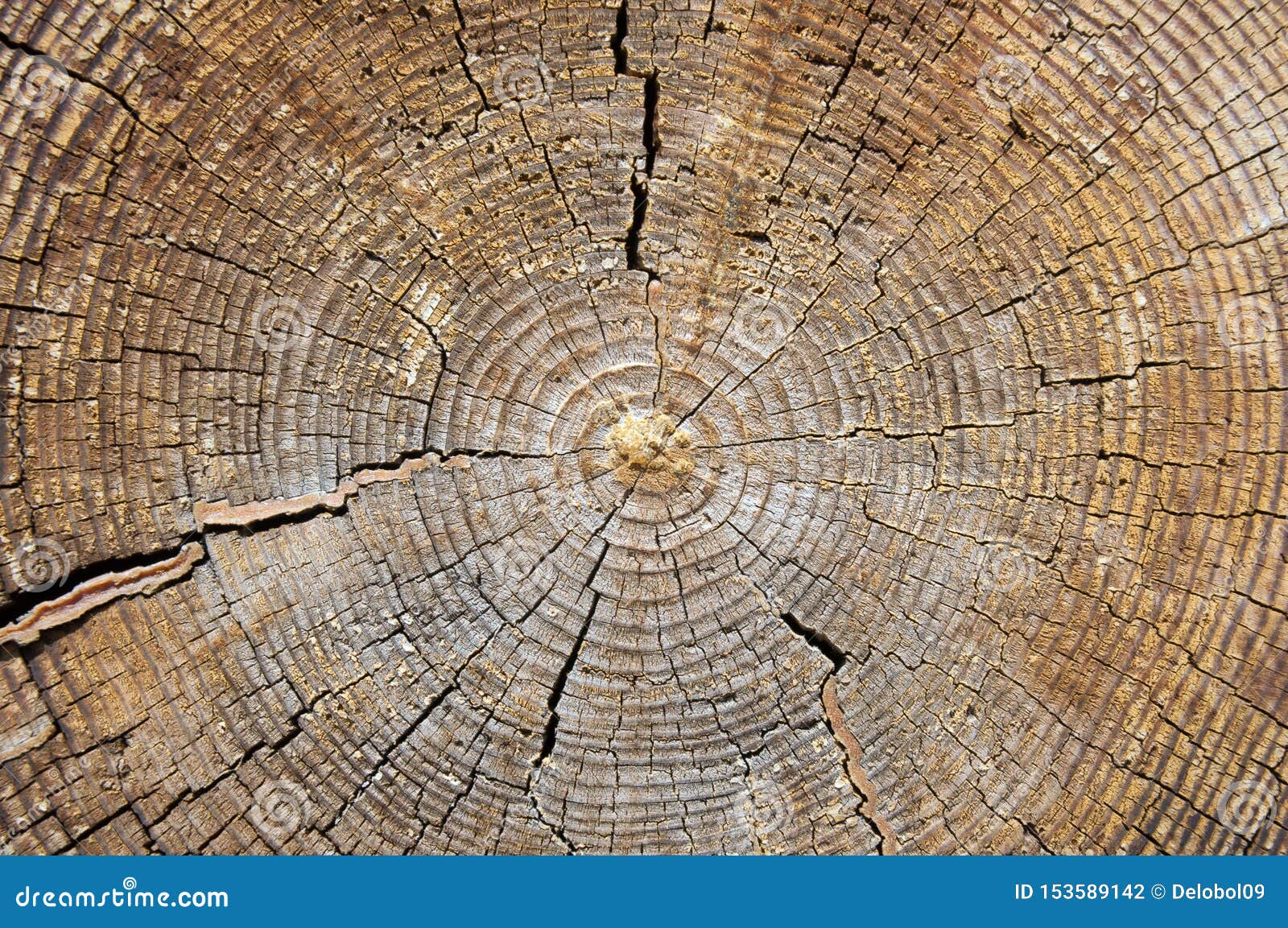 Texture End Log Stock Images - Download 937 Royalty Free Photos