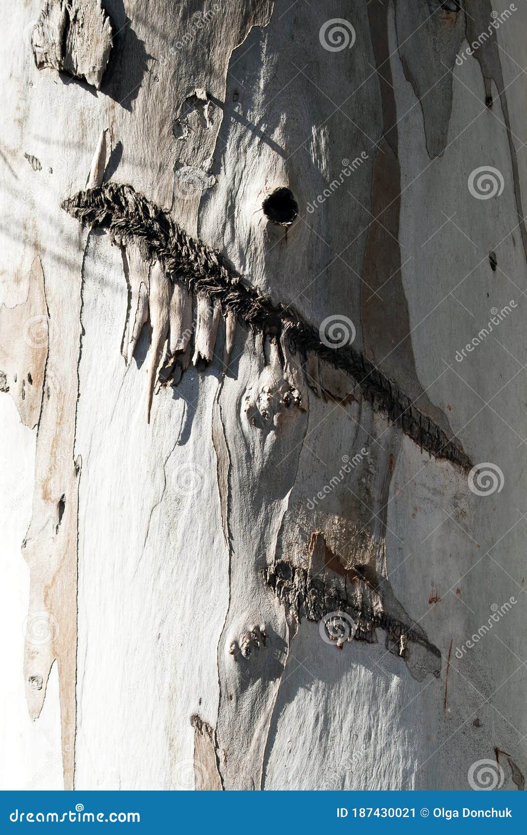 Texture of Eucalyptus Tree Bark Stock Image - Image of smooth, eucalypt ...