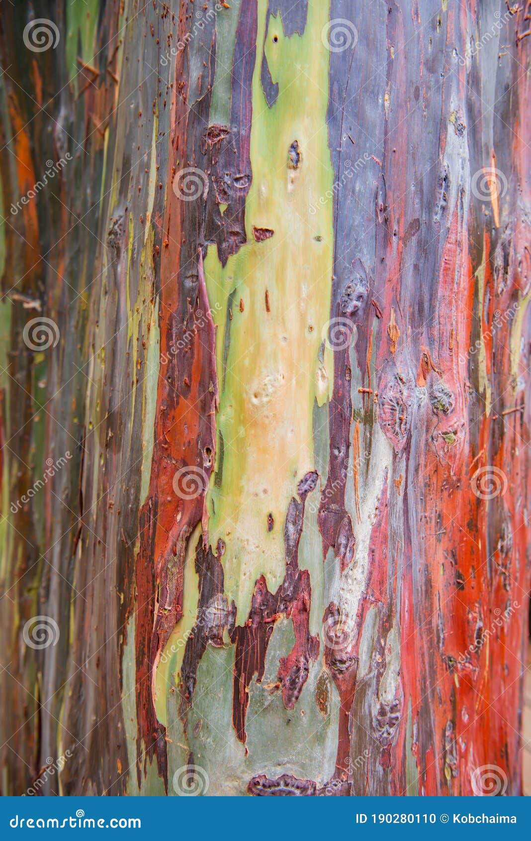 Texture of Eucalyptus tree stock photo. Image of detail - 190280110