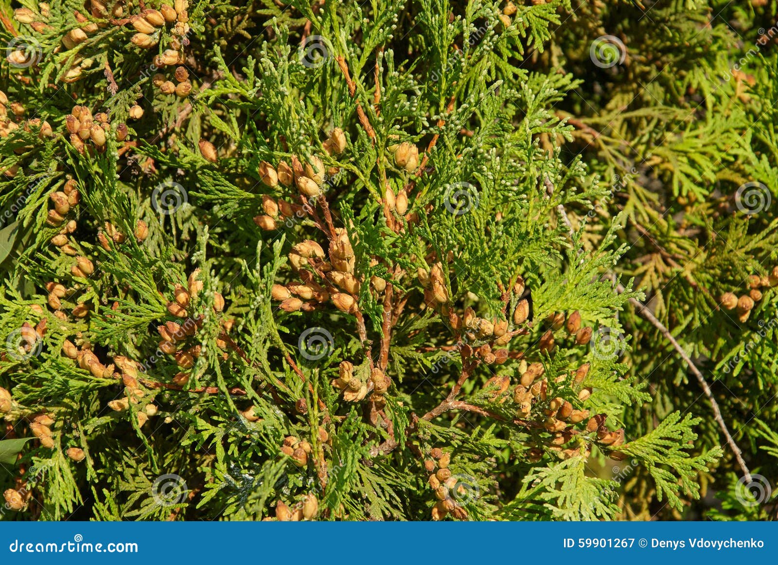 Texture of Evergreen Juniper Branches Stock Image - Image of floral ...
