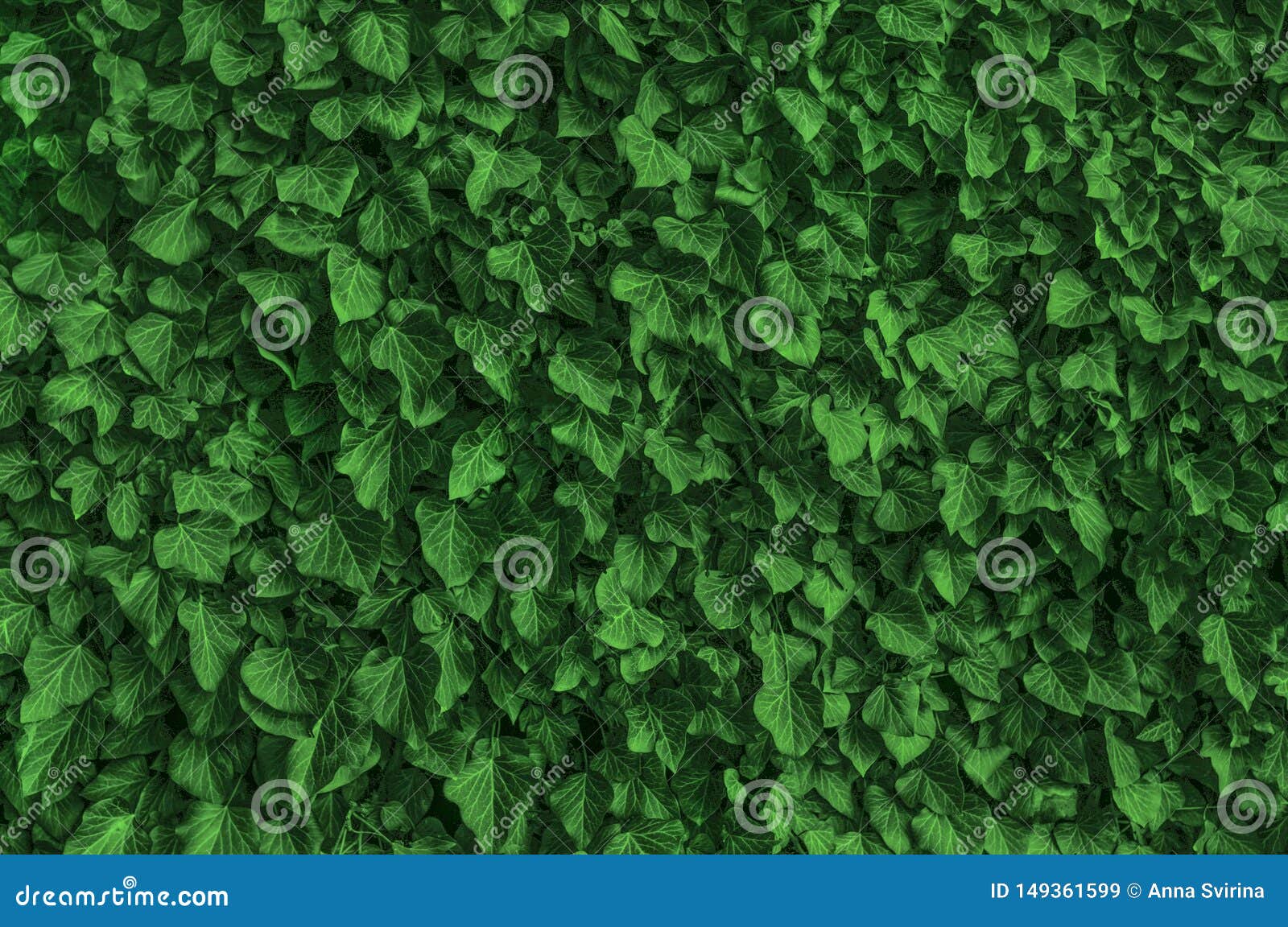 Texture from Evergreen Leaves of a Plant Stock Image - Image of texture ...